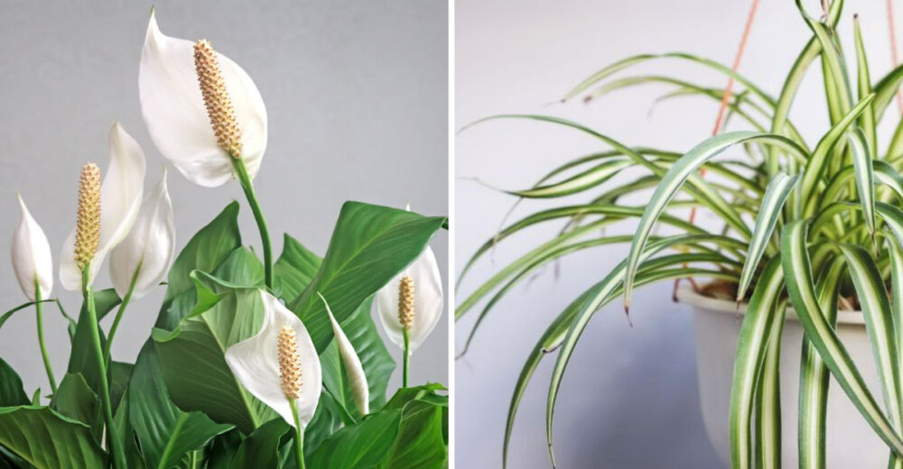 The Best Indoor Plants For Low-Light Homes In Texas