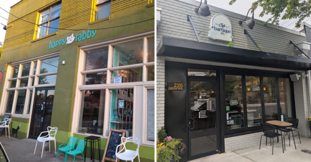 15 Feel-Good Cafés Across Georgia Where Cozy Vibes And Kittens Steal ...