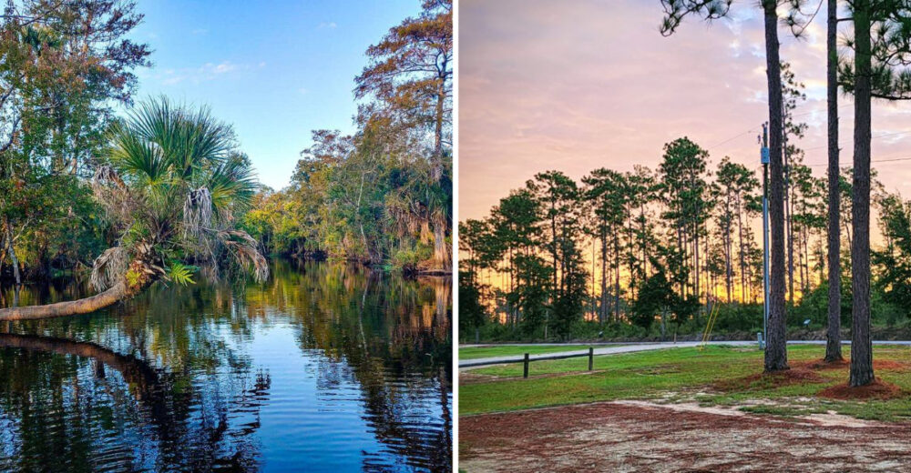 My Go To Park In Georgia For Wildlife Viewing Is Seminole State Park 15 ...