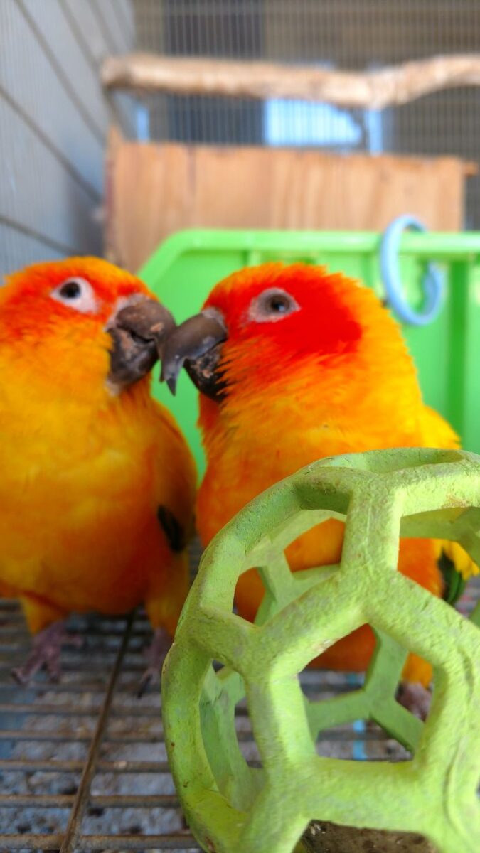 This California Sanctuary Is A One-Of-A-Kind Place To Get Up Close With ...