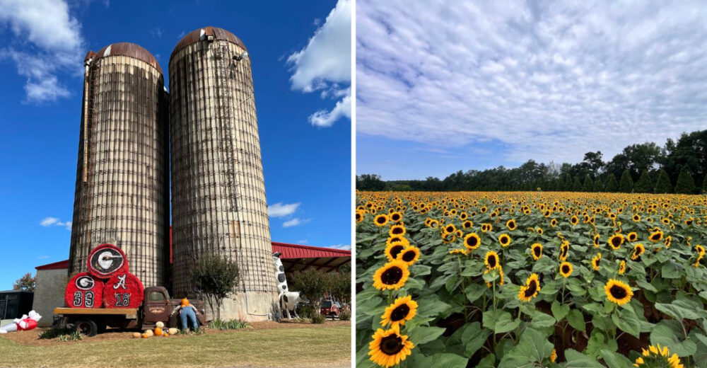 Pick Your Own Georgia Peaches & Experience Farm Life At This 330-Acre ...