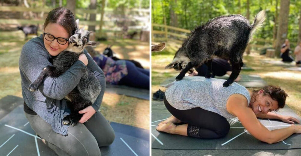 These Animal Yoga Sessions Make Hidden Acres Animal Sanctuary Georgia ...