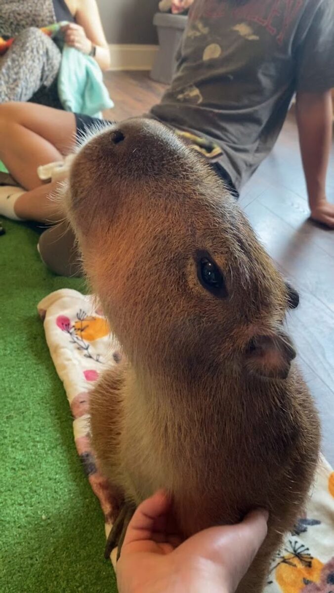 Coffee With The World's Cutest Rodents Inside Georgia's First Capybara Cafe