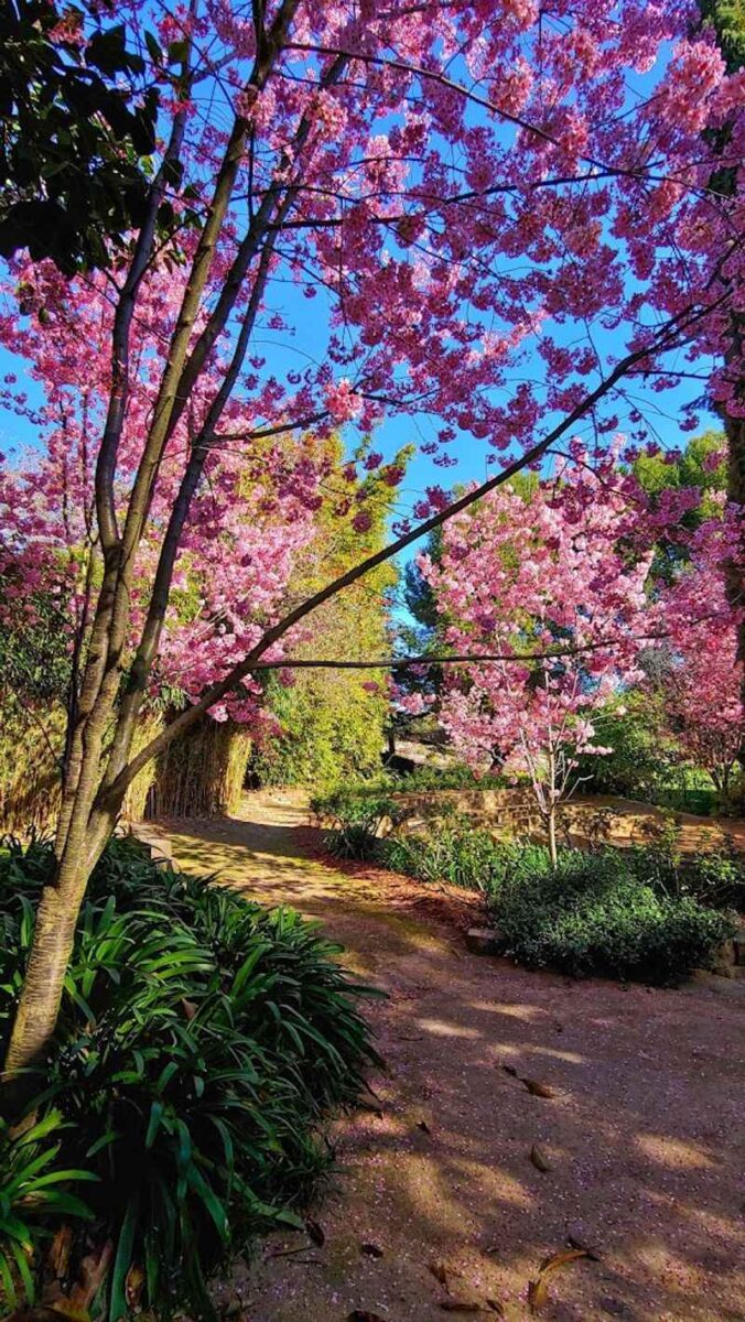 This California Botanic Garden Comes Alive With Color In Spring