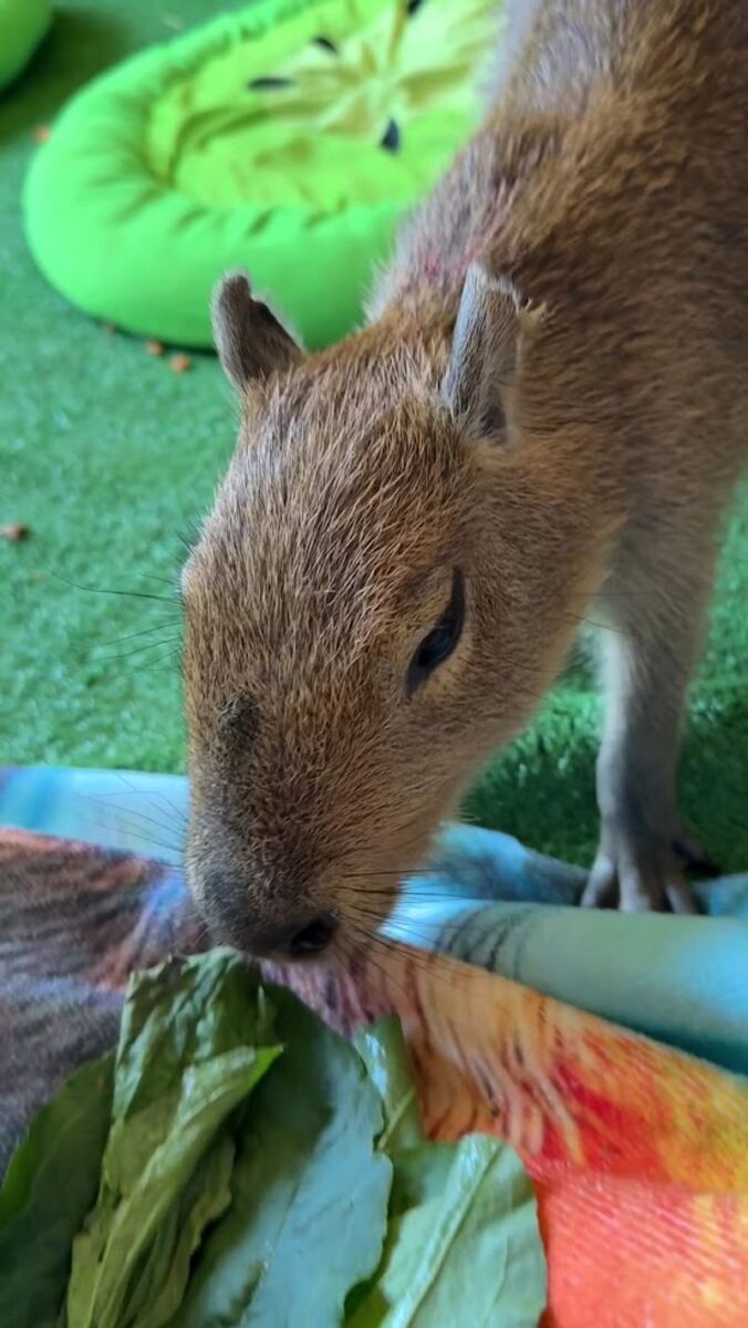 Coffee With The World's Cutest Rodents Inside Georgia's First Capybara Cafe