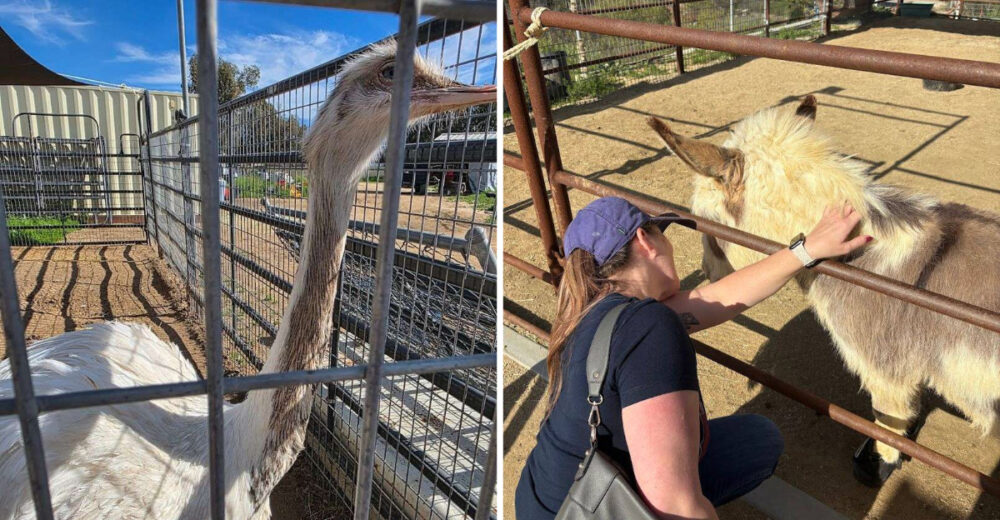 A Magical California Zoo Full Of Exotic Animals You Can Pet