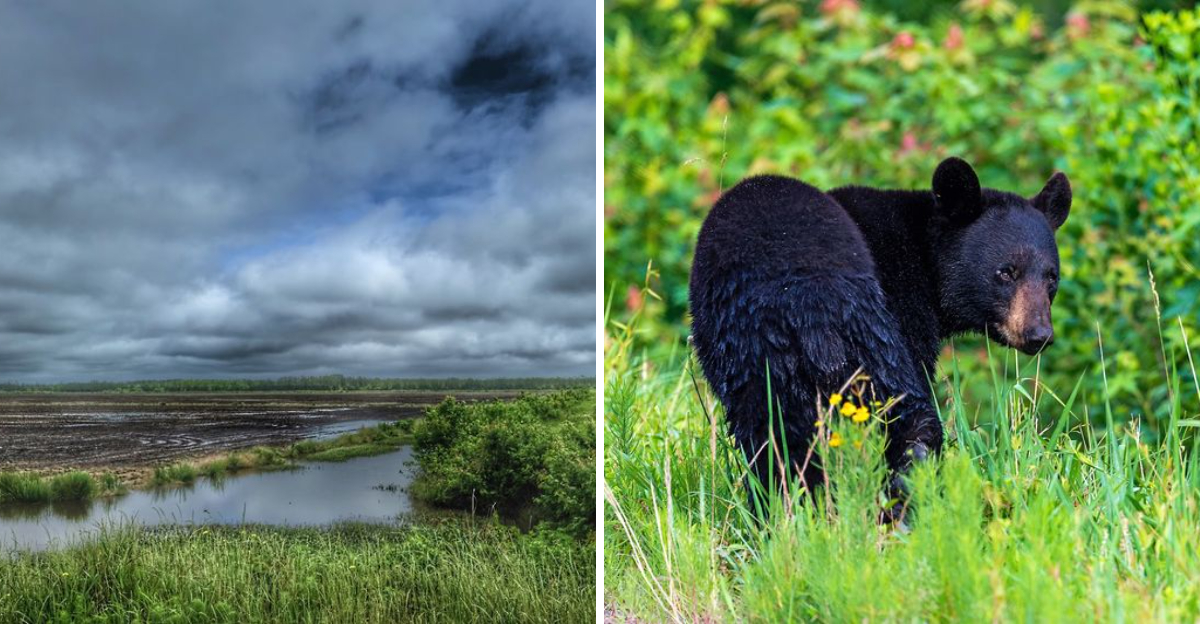 The Black Bear Capital Of North Carolina Is Near Alligator River, And ...