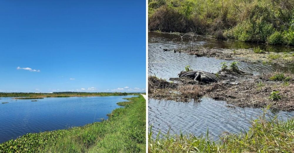 This Free Florida Wildlife Drive Offers Incredible Alligator Sightings ...