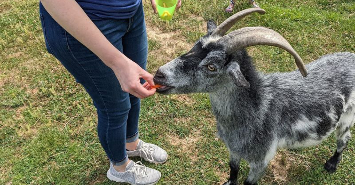 This North Carolina Sanctuary Lets You Get Close To Rescued Farm ...