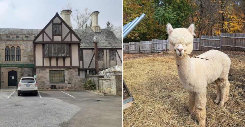 10 Connecticut Wildlife Sanctuaries And Rescue Centers Where Animal ...