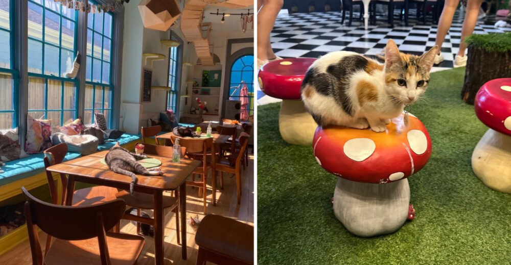 9 Texas Cat Cafés Where The Coffee Is Great And The Company Is Even Better