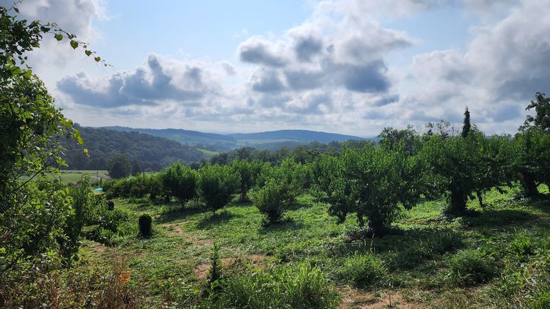 9 Virginia Blueberry Farms Where A Simple Day Out Turns Into A Summer ...