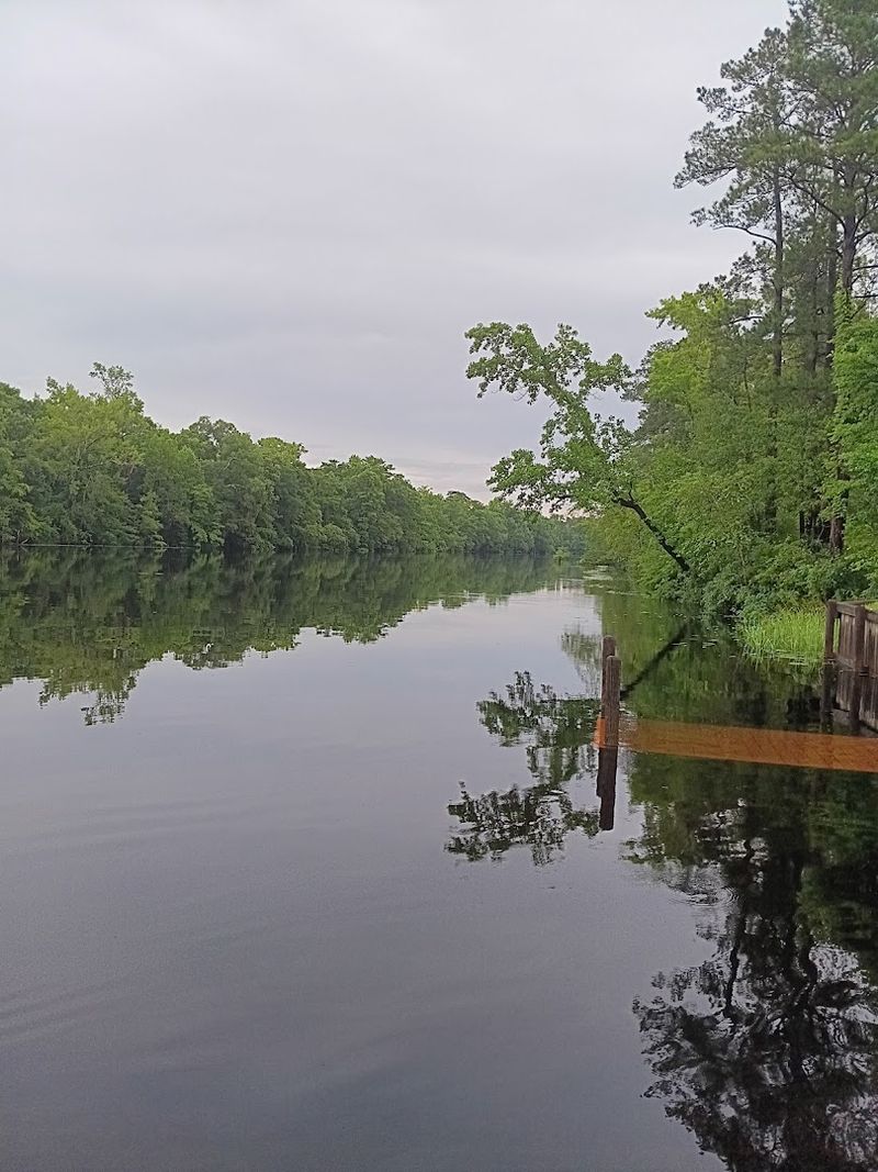 This Swampy North Carolina Wilderness Looks Like A Secret World Near ...