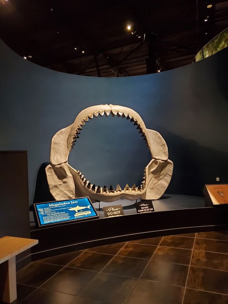 This Unique Georgia Museum Lets You Pan For Gems, Touch Megalodon Teeth ...