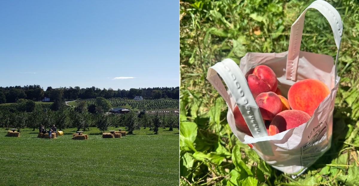 Pick-Your-Own Connecticut Peaches And Experience Farm Life