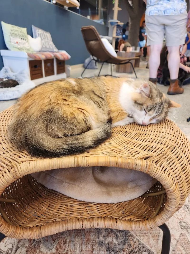 These 11 Indiana's Charming Cafés Come With Four Paws And Whiskers
