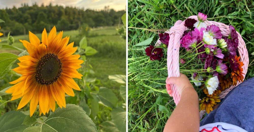 Summer Looks Extra Magical At These 10 Virginia Flower Farms