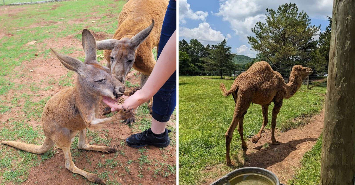 The Hidden Kentucky Animal Haven Where Kids And Adults Fall In Love ...
