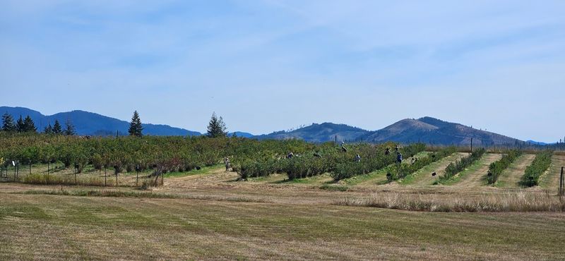 The Idaho Farm Where You Can Pick Blueberries For $4 A Pound