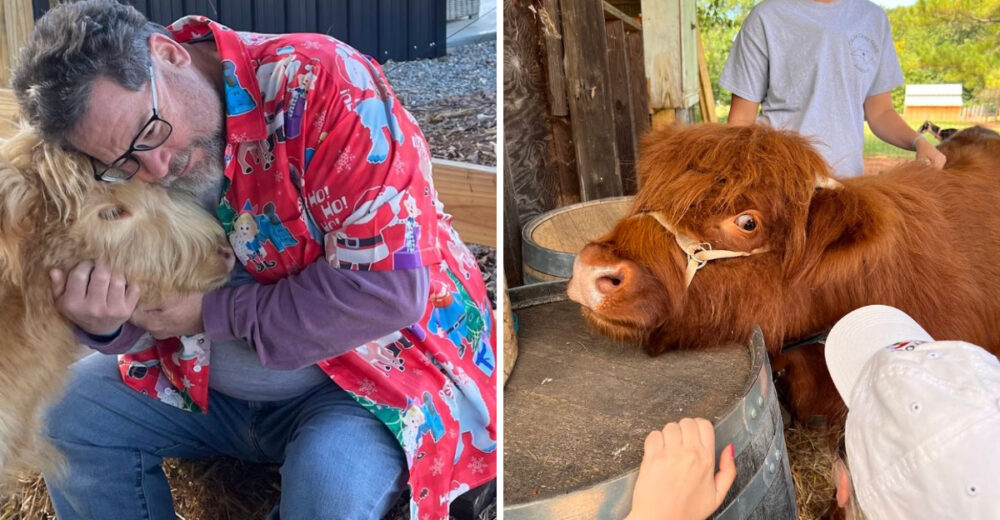 The North Carolina Farm Where Highland Cow Cuddles Are The Main Event