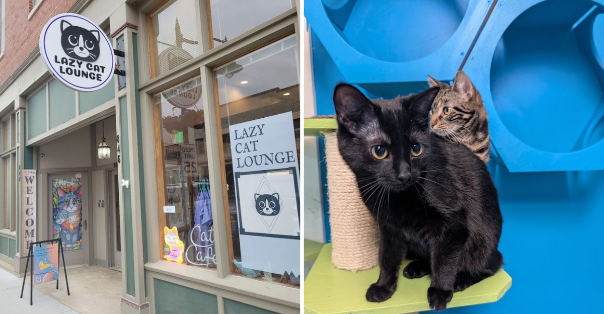 These 11 Indiana's Charming Cafés Come With Four Paws And Whiskers