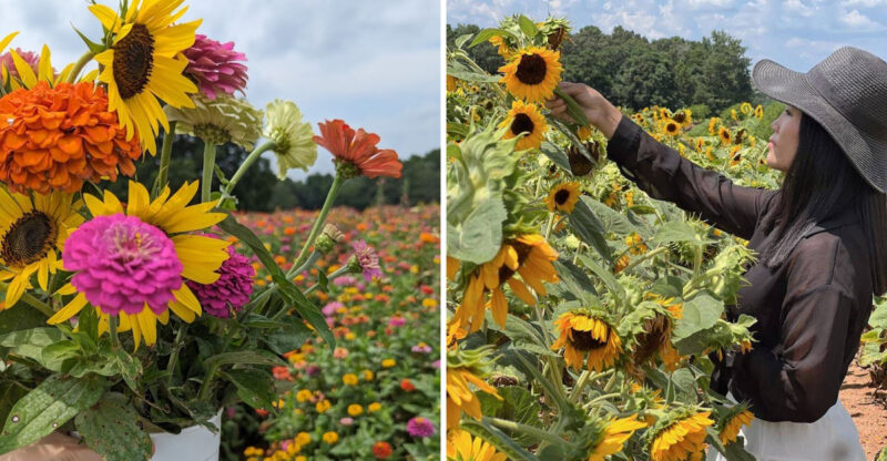 This Beautiful Georgia Farm Has Thousands Of Blooming Sunflowers And ...