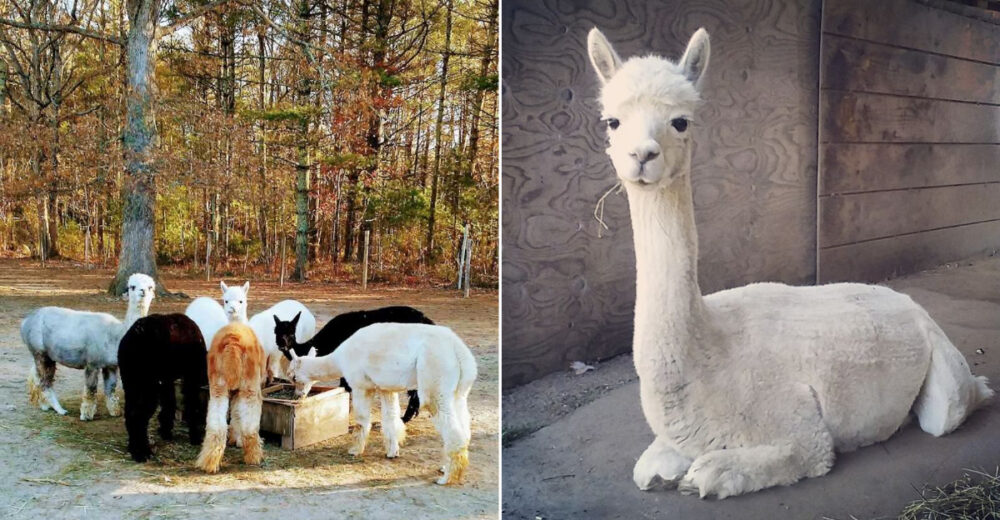 This Connecticut Alpaca Farm Is The Cozy Escape Locals Should Know About