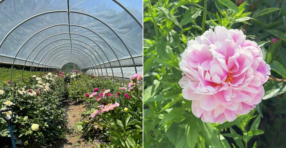 This Connecticut Garden Is Filled With Rare Peonies That Are Too Pretty ...