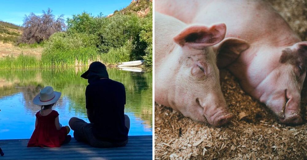 This Hidden California Ranch Sanctuary Lets You Meet Rescued Pigs, Roam ...