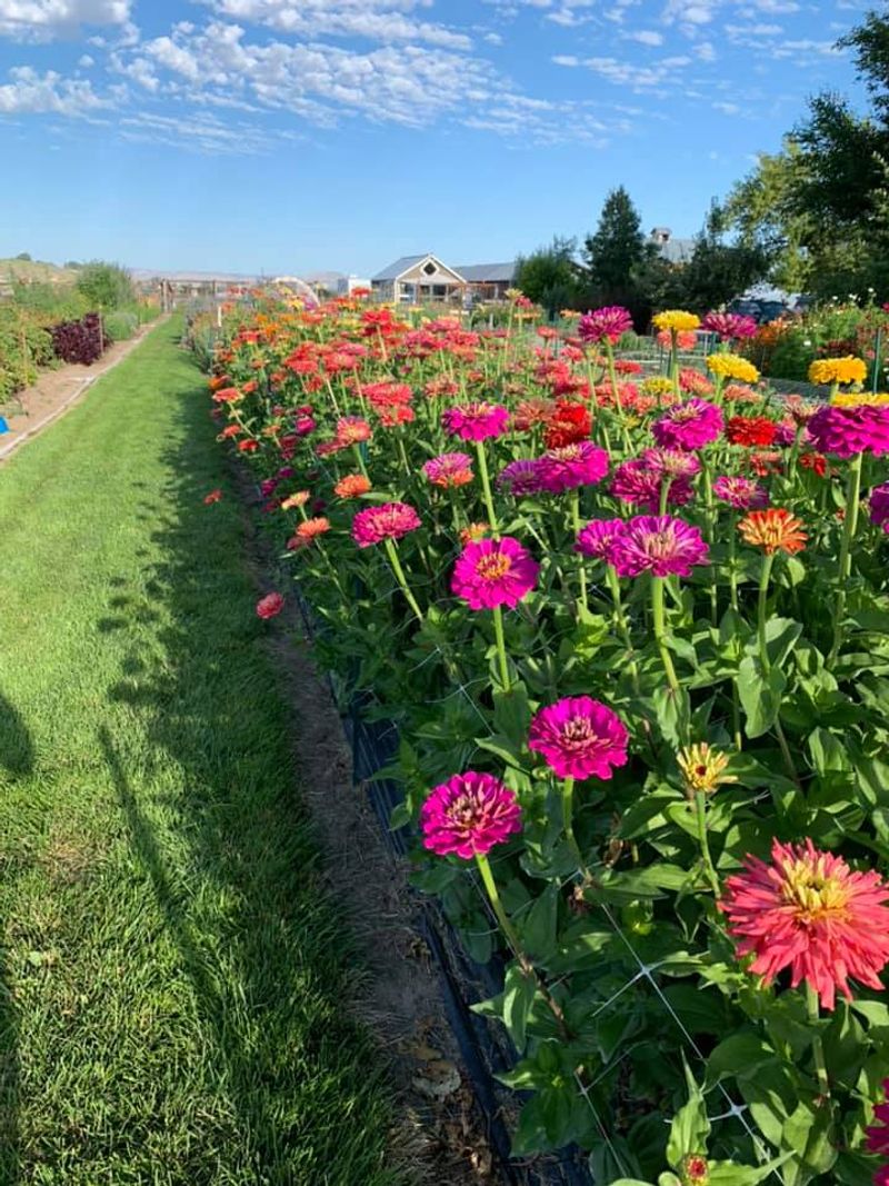 This Idaho Flower Farm Turns June Into A Colorful Country Escape