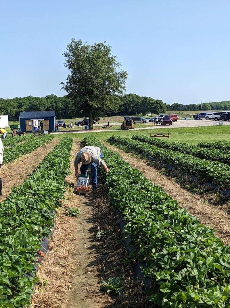 This Missouri Farm Offers Berry Picking And Plenty Of Family Fun