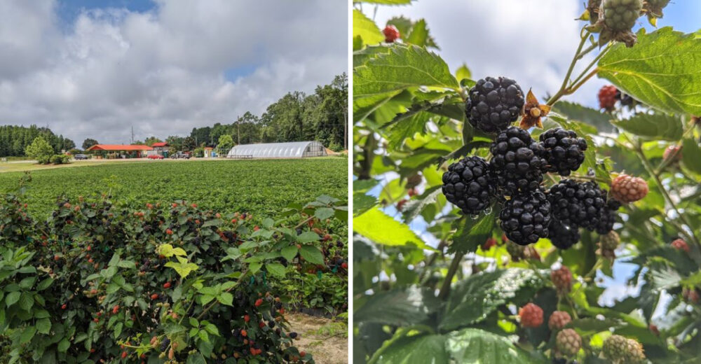 This North Carolina Farm Turns Summer Blackberry Picking Into A Sweet ...