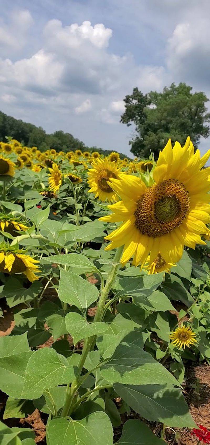 This North Carolina Flower Farm Lets You Pick Sunflowers, Zinnias, And ...