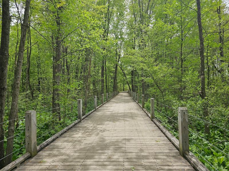 This Scenic Michigan Boardwalk Feels Like A Walk Through Another World