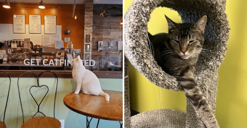 This Small Minnesota Cat Cafe Lets You Sip Coffee Beside Rescued Felines