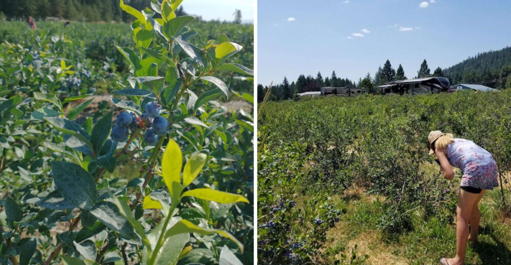 These Idaho Blueberry Farms Are Hitting Peak Picking Season With ...