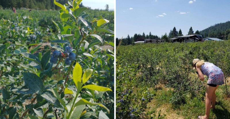 These Idaho Blueberry Farms Are Hitting Peak Picking Season With ...